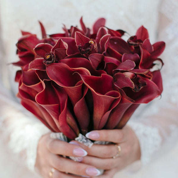 Calla Lily Bulbs For Sale Online – Easy To Grow Bulbs