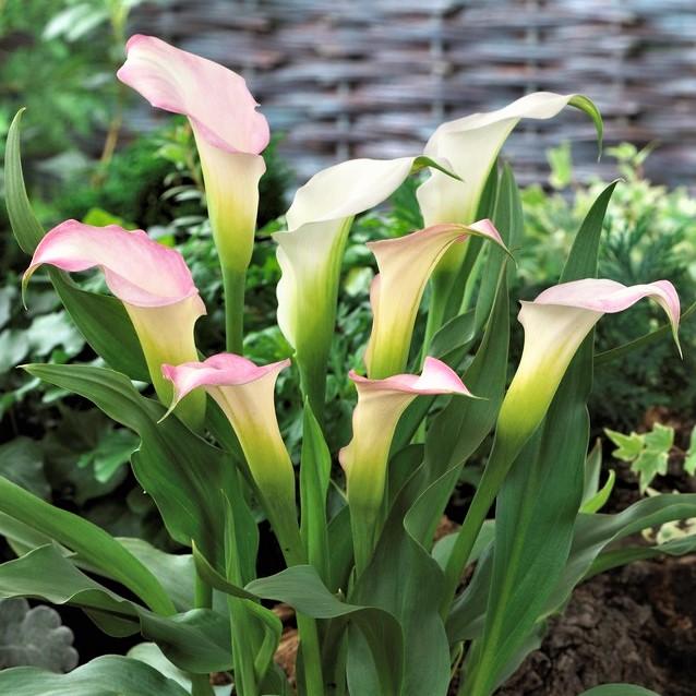 Calla Lily Bulbs For Sale Online – Easy To Grow Bulbs