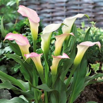 Calla Lily Bulbs For Sale Online – Easy To Grow Bulbs