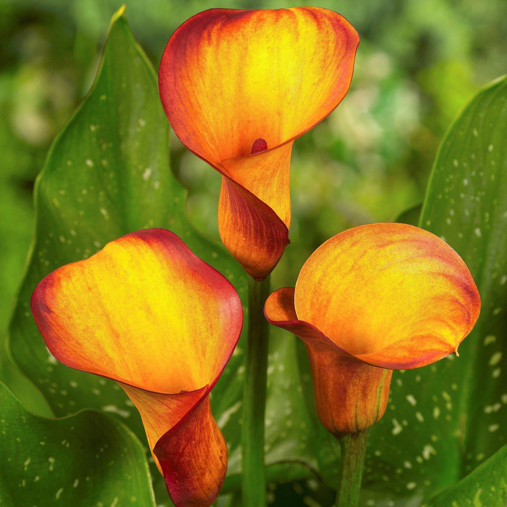 Orange & Yellow Calla Lily Bulbs For Sale | Calla Fire Dancer – Easy To ...