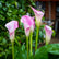 Perfectly Pink Calla Lily Bulbs For Sale | Calla Pink Melody – Easy To ...