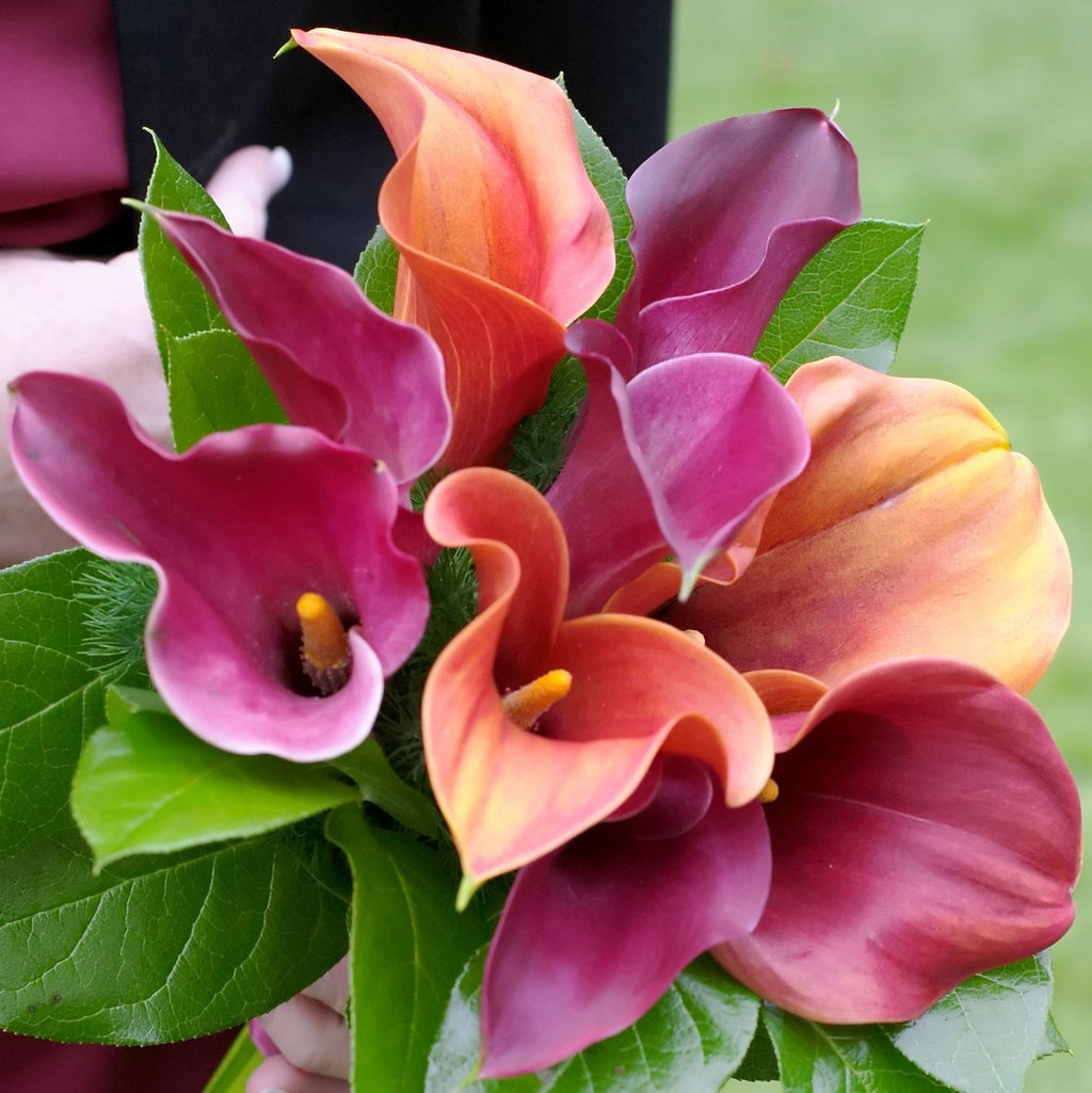 Calla Lily Bulbs For Sale Online – Easy To Grow Bulbs