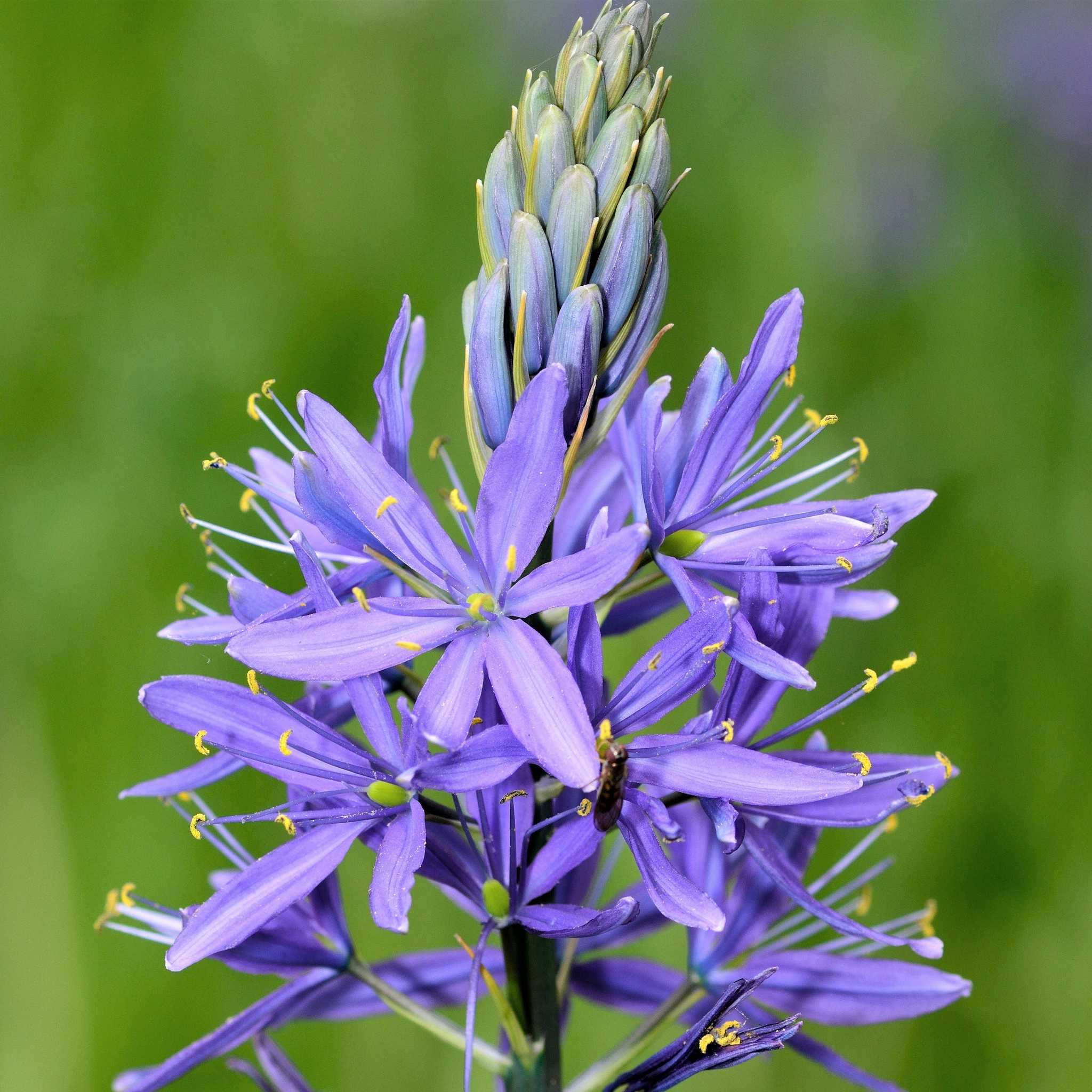 Beautiful Camassia Quamash Bulbs For Sale | Blue Melody – Easy To Grow ...