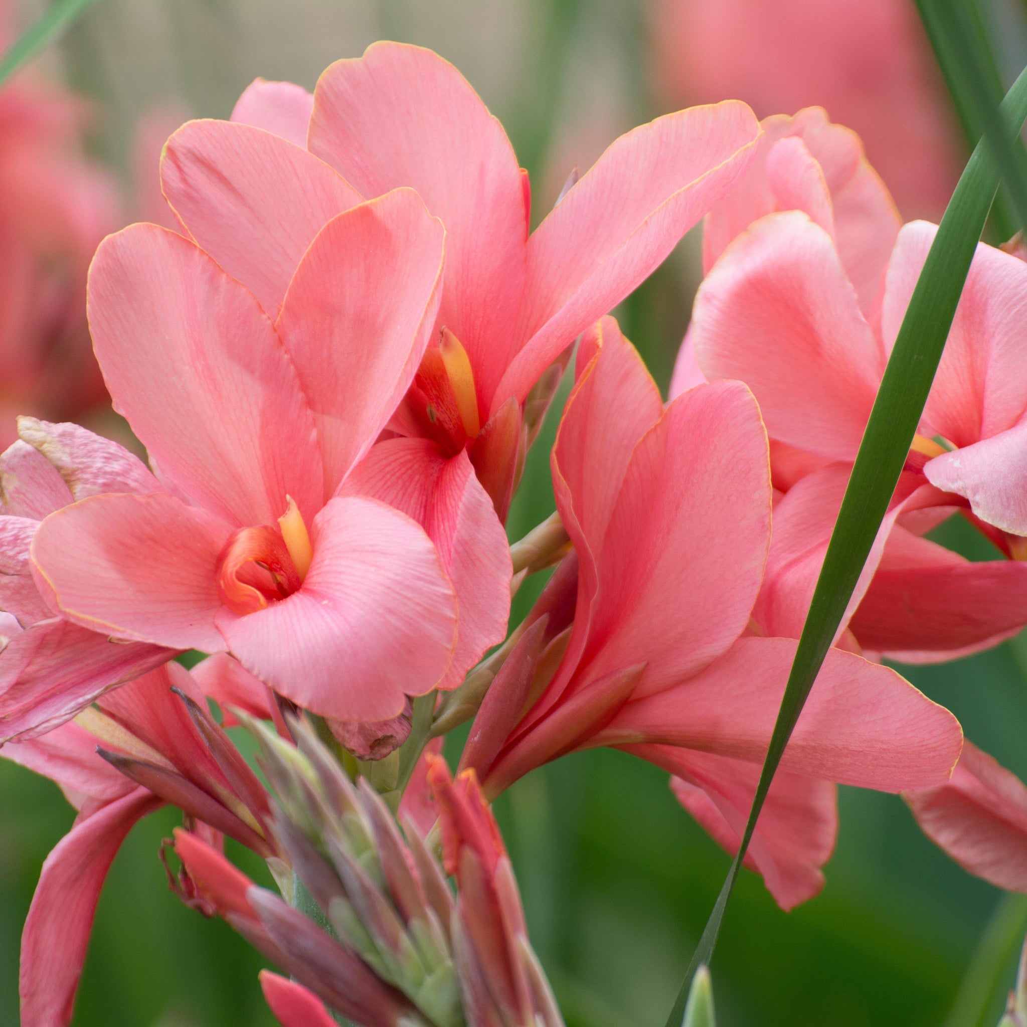 Salmon-Pink Flowering Canna | Canna City of Portland – Easy To Grow Bulbs