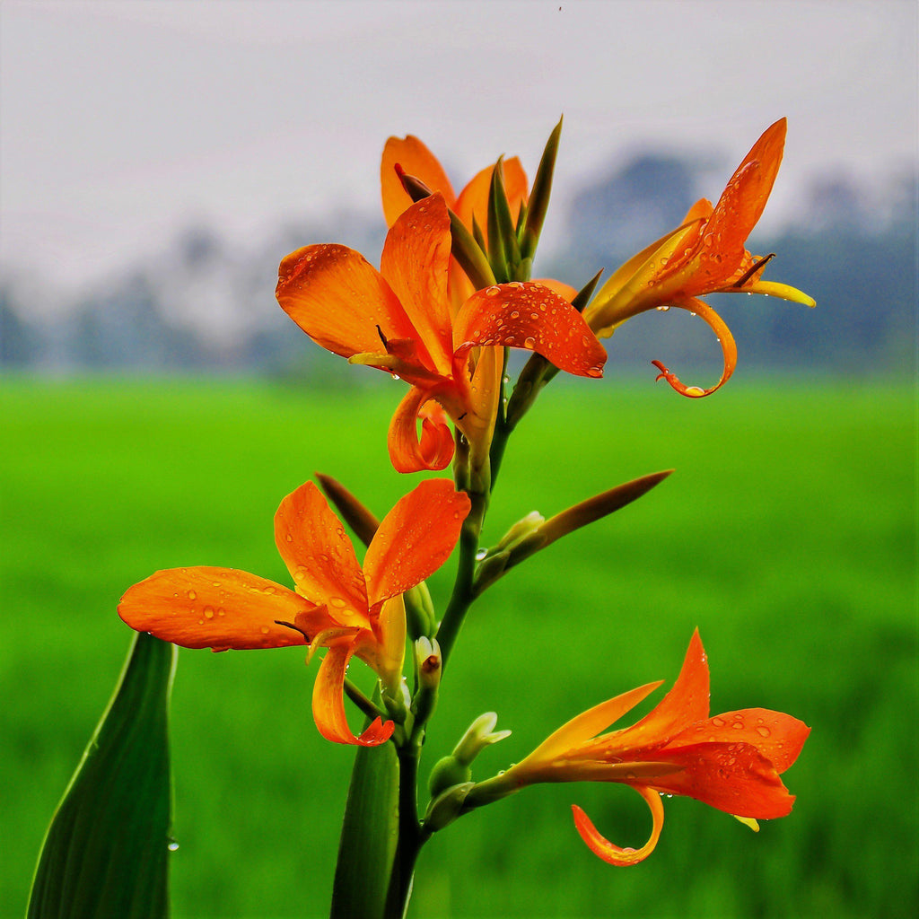 Canna Bulbs for Sale | Easy to Grow™ – Easy To Grow Bulbs