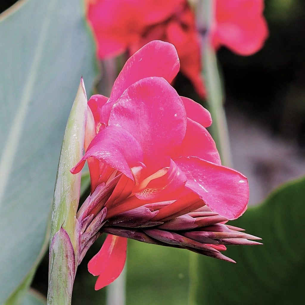 Canna Bulbs for Sale | Easy to Grow™ – Tagged "Color_Pink" – Easy To ...