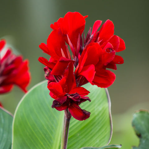Canna Bulbs for Sale | Easy to Grow™ – Easy To Grow Bulbs
