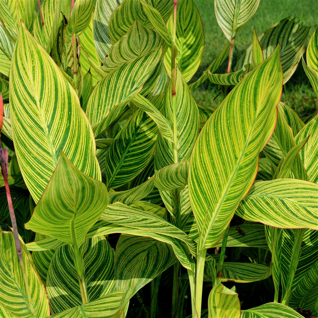 Deep Orange Flowering Cannas for Sale | Pretoria Bengal Tiger – Easy To ...