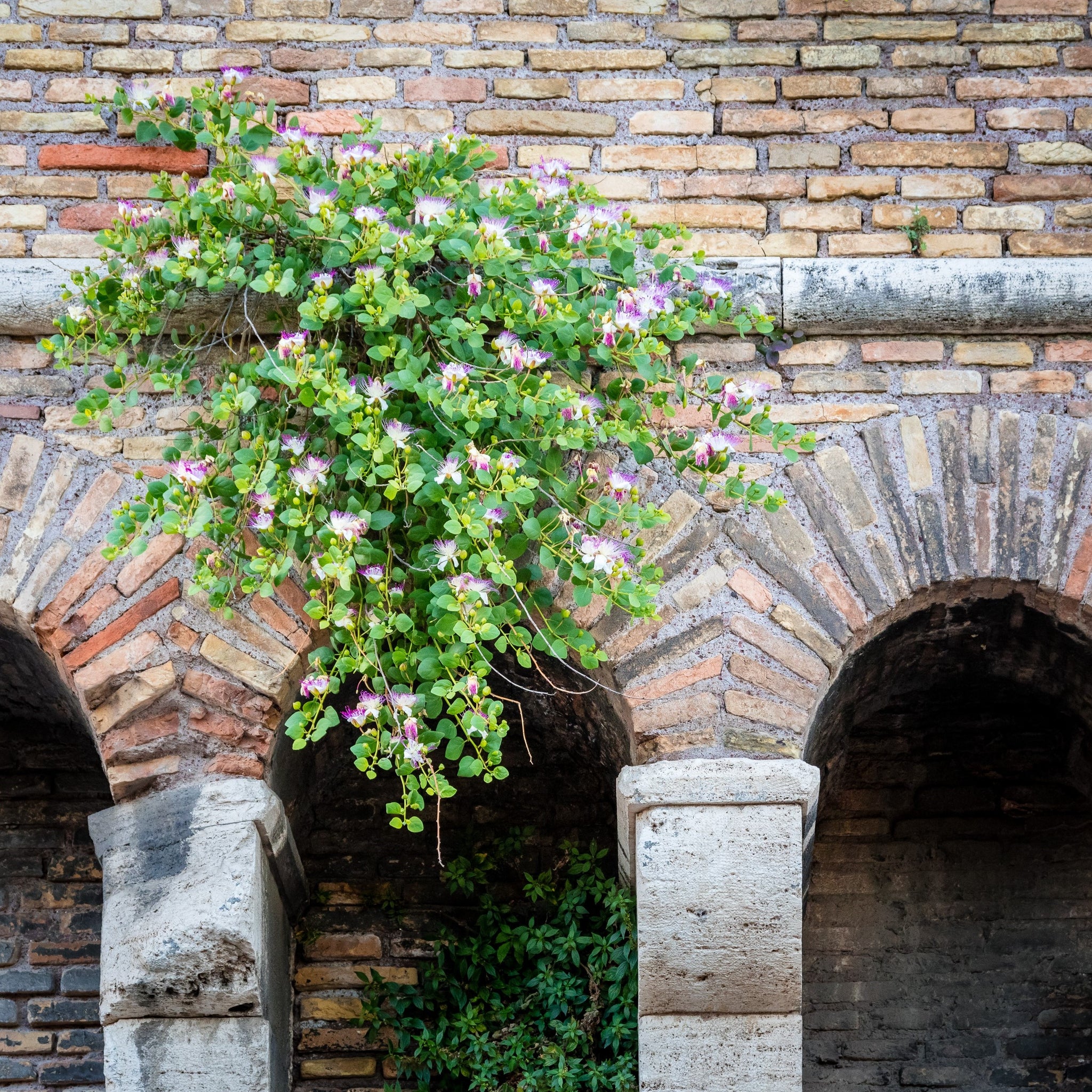 Caper Bush Potted Plants - 2 Pack – Easy To Grow Bulbs