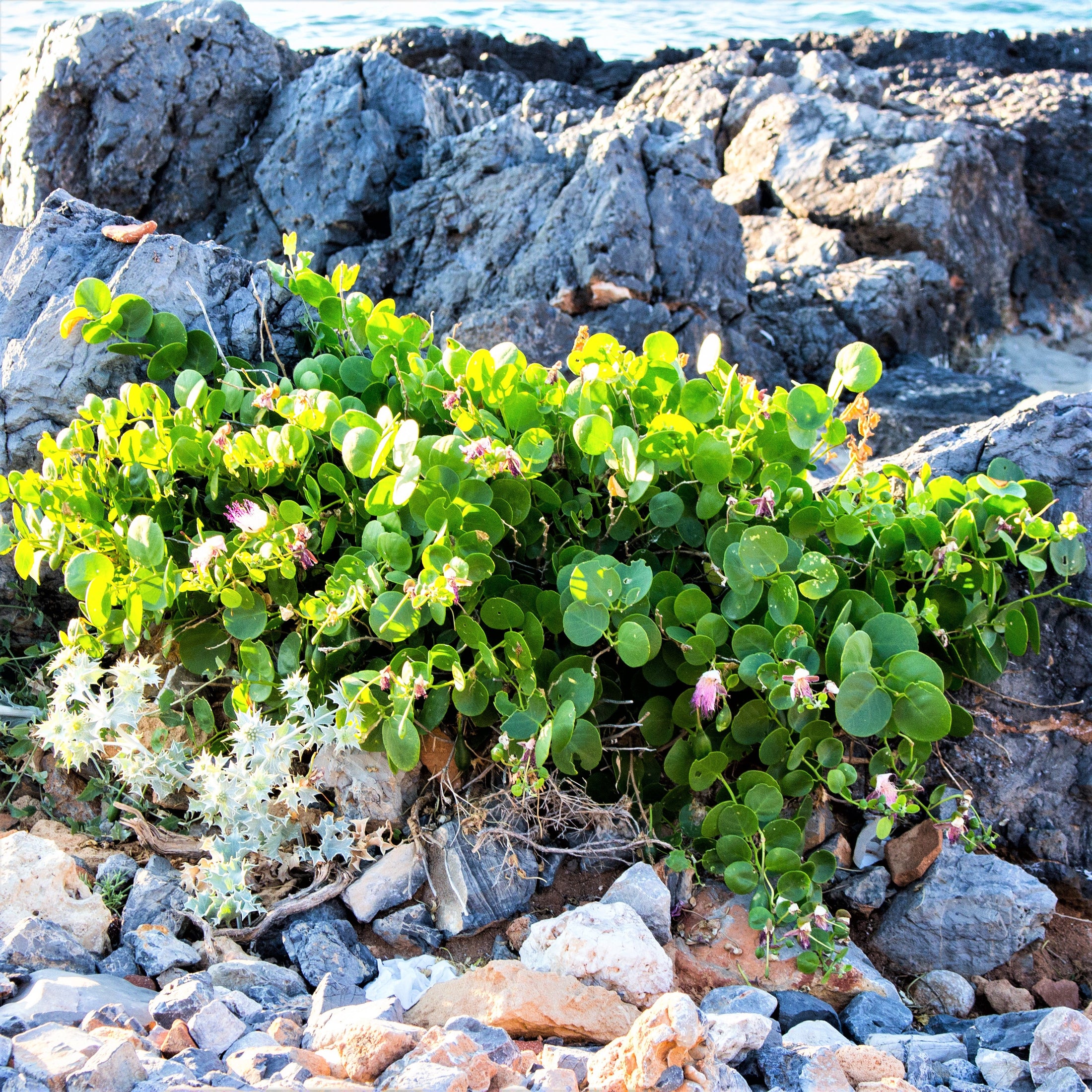 Caper Bush Potted Plants – Easy To Grow Bulbs