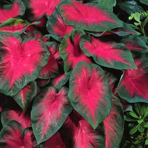 Caladium Bulbs For Sale – Easy To Grow Bulbs