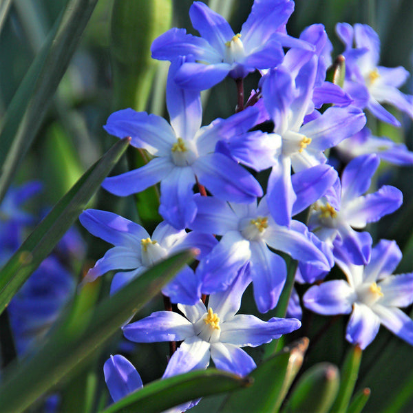 Chionodoxa Planting Guide – Easy To Grow Bulbs