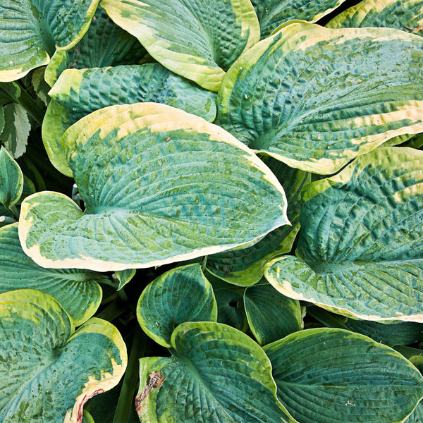 Dark Green Hosta Plants For Sale Online | Christmas Tree – Easy To Grow ...