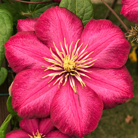Clematis Planting Guide – Easy To Grow Bulbs