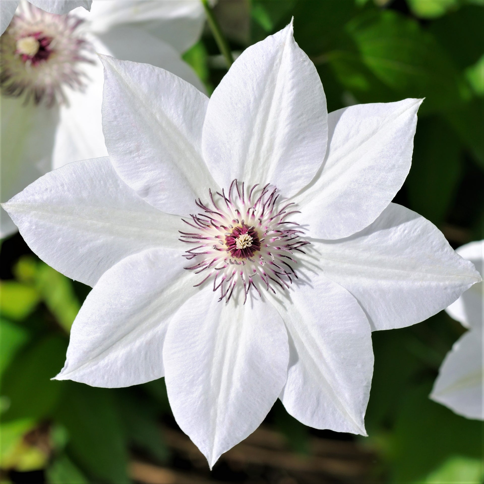 Clematis Varieties