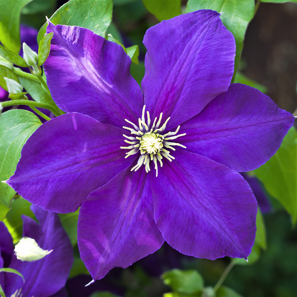 Clematis Planting Guide – Easy To Grow Bulbs
