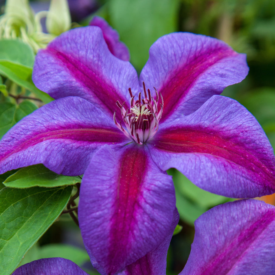 Clematis Planting & Growing Guide - Easy to Grow – Easy To Grow Bulbs