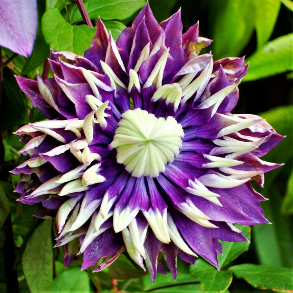 Clematis Planting & Growing Guide - Easy to Grow – Easy To Grow Bulbs