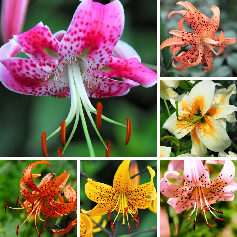 Colorful Tiger Lily Bulbs for Sale | Wild About Tiger Lily Mix – Easy ...