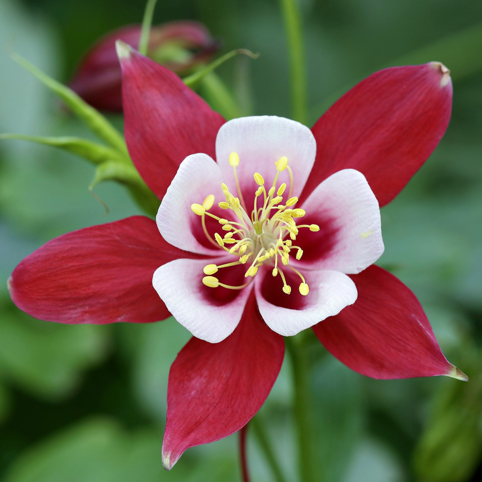Red Columbine Flower