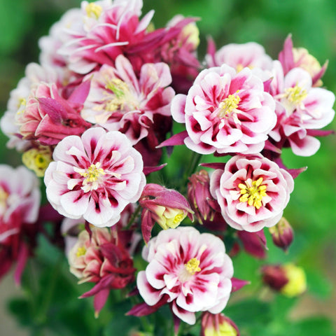 Stunning Starter Plant For Sale Online | Columbine (Aquilegia) – Easy ...