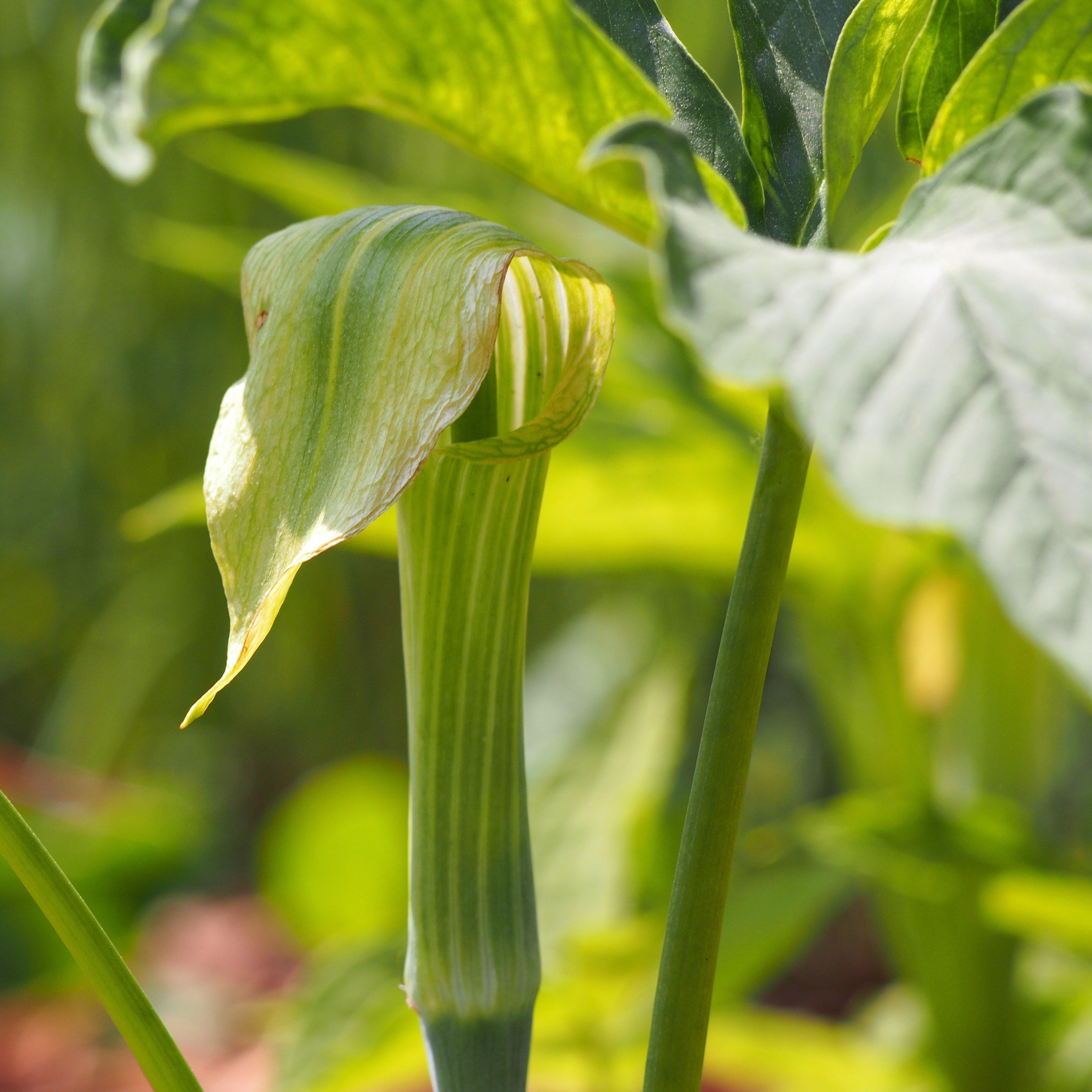 Arisaema Consanguineum