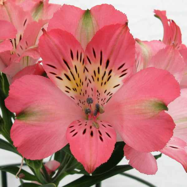 Beautiful Peruvian Lily | Alstroemeria Plants For Sale Online – Easy To ...