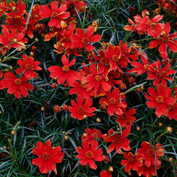 Coreopsis – Easy To Grow Bulbs