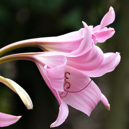 Bright Pink Crinodonna Lily Bulbs For Sale | Amacrinum – Easy To Grow Bulbs