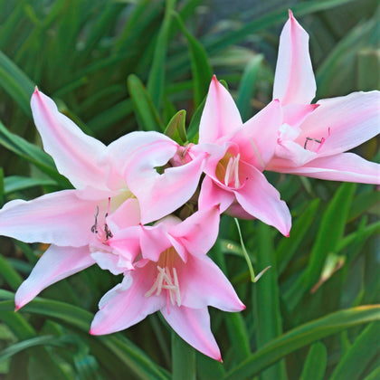 Bright Pink Crinodonna Lily Bulbs For Sale | Amacrinum – Easy To Grow Bulbs