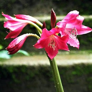 Crinum Bulbs for Sale – Easy To Grow Bulbs
