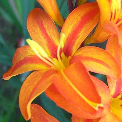 Crocosmia Planting Guide – Easy To Grow Bulbs