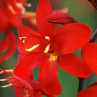 Crocosmia Planting & Growing Guide - Easy to Grow – Easy To Grow Bulbs