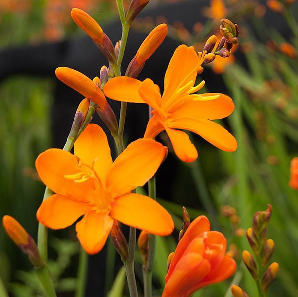 Buy Crocosmia Bulbs – Easy To Grow Bulbs