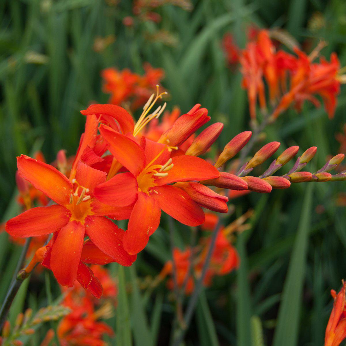 Crocosmia Bright Eyes