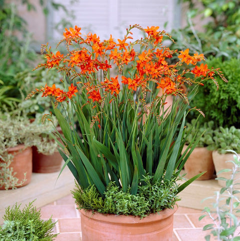 Crocosmia Planting Guide – Easy To Grow Bulbs