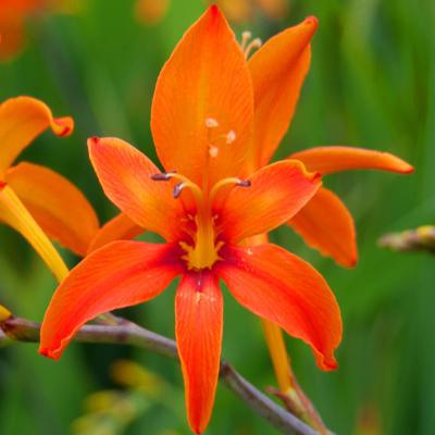 Crocosmia Planting Guide – Easy To Grow Bulbs