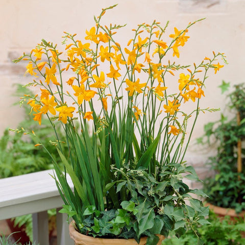 Crocosmia Planting Guide – Easy To Grow Bulbs