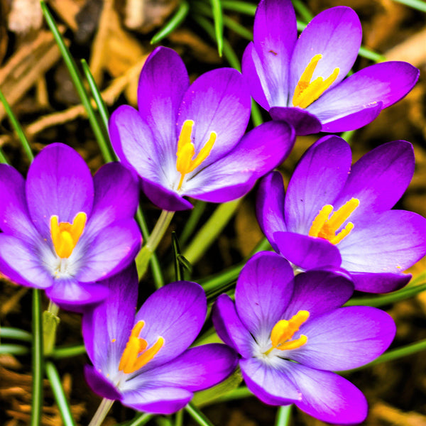 Saffron Spice Crocus Planting & Growing Guide - Easy to Grow – Easy To ...