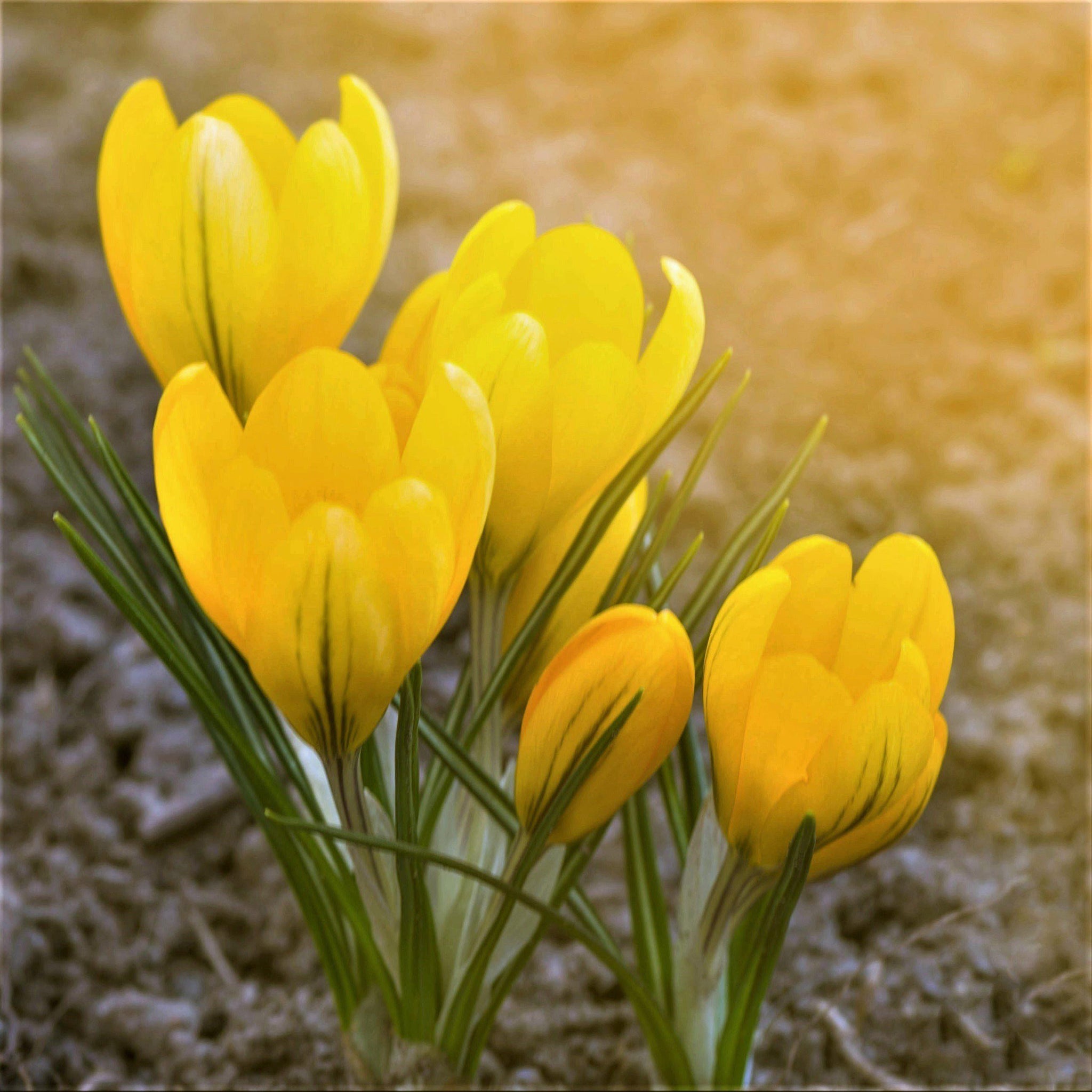 Golden Crocus Chrysanthus Bulbs For Sale Online | Goldilocks – Easy To ...