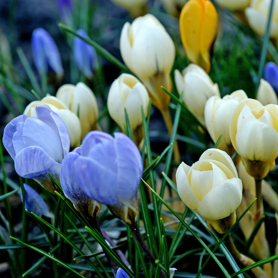 Crocus Bulbs for Sale – Easy To Grow Bulbs