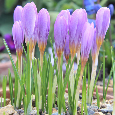 Learn How to Grow Saffron Crocus from Easy to Grow! – Easy To Grow Bulbs