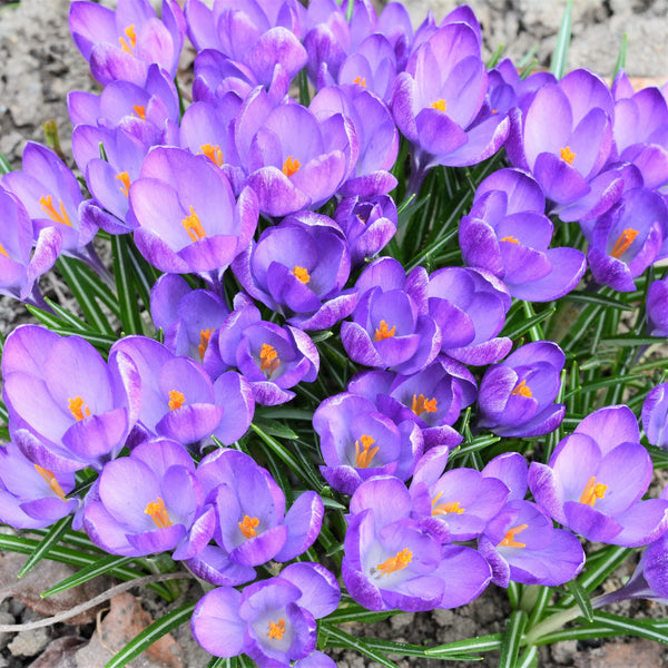 Crocus Planting & Growing Guide - Easy to Grow – Easy To Grow Bulbs