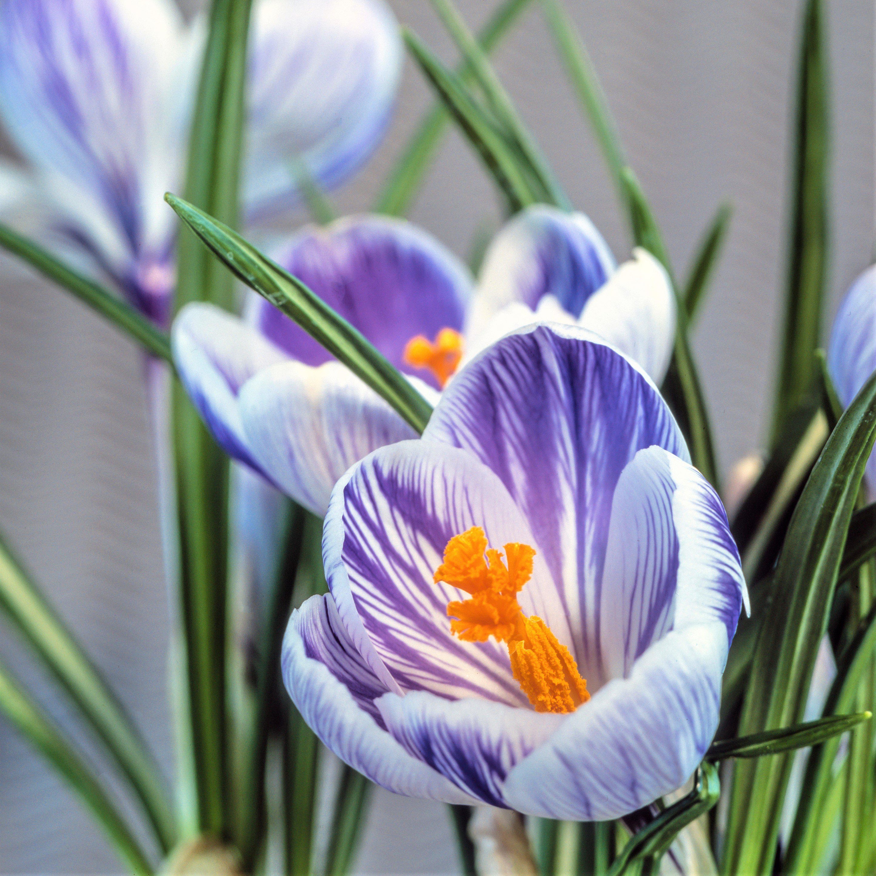 Soft Violet Crocus Vernus Bulbs For Sale | King of the Striped – Easy ...