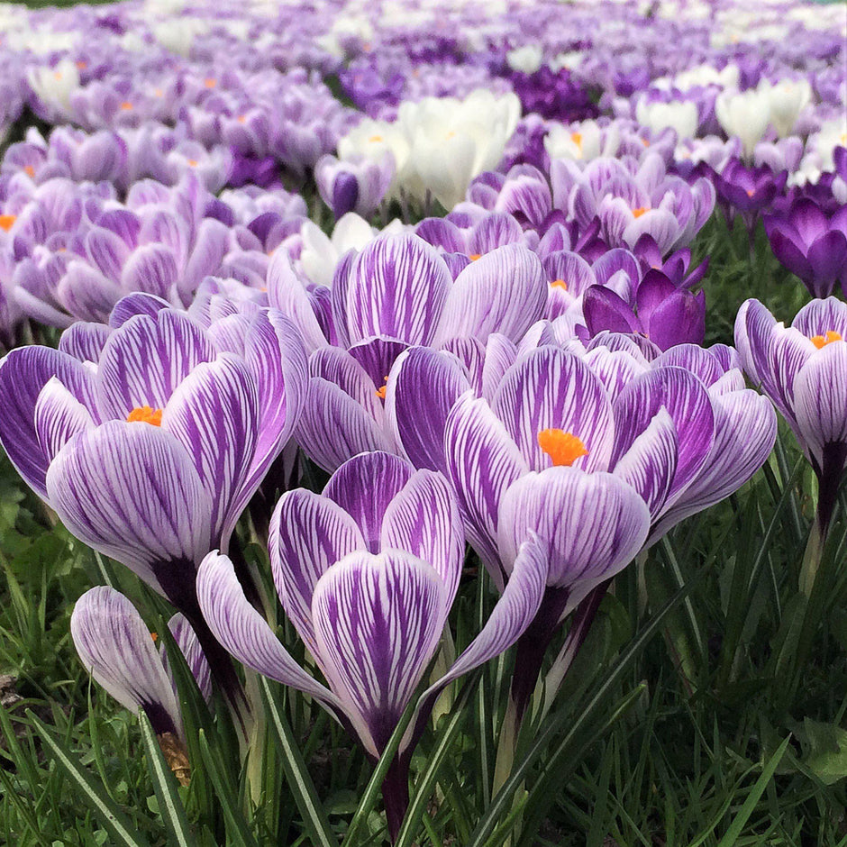 Crocus Planting & Growing Guide - Easy to Grow – Easy To Grow Bulbs