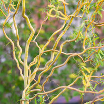 Curly Willow – Easy To Grow Bulbs