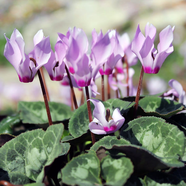 Buy Cyclamen Bulbs Online - Easy to Grow™ – Easy To Grow Bulbs