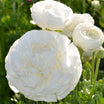 Tecolote Ranunculus White Bulbs For Sale | White Ranunculus – Easy To ...