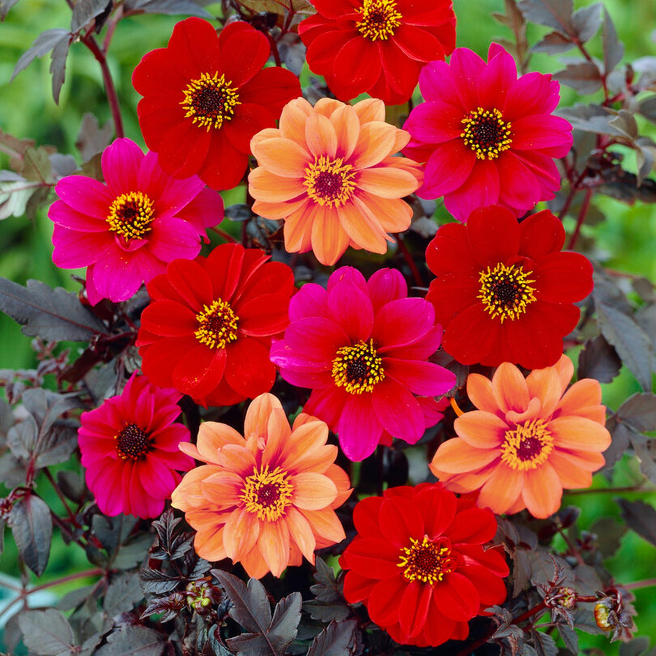 Dahlia Bulbs For Sale - Easy To Grow Bulbs