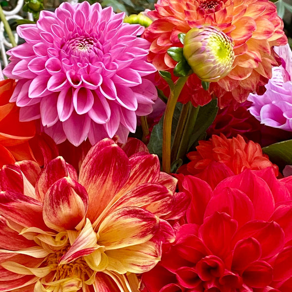 Bright Dinner Plate Dahlia Tubers for Sale | Extravaganza Mix – Easy To ...